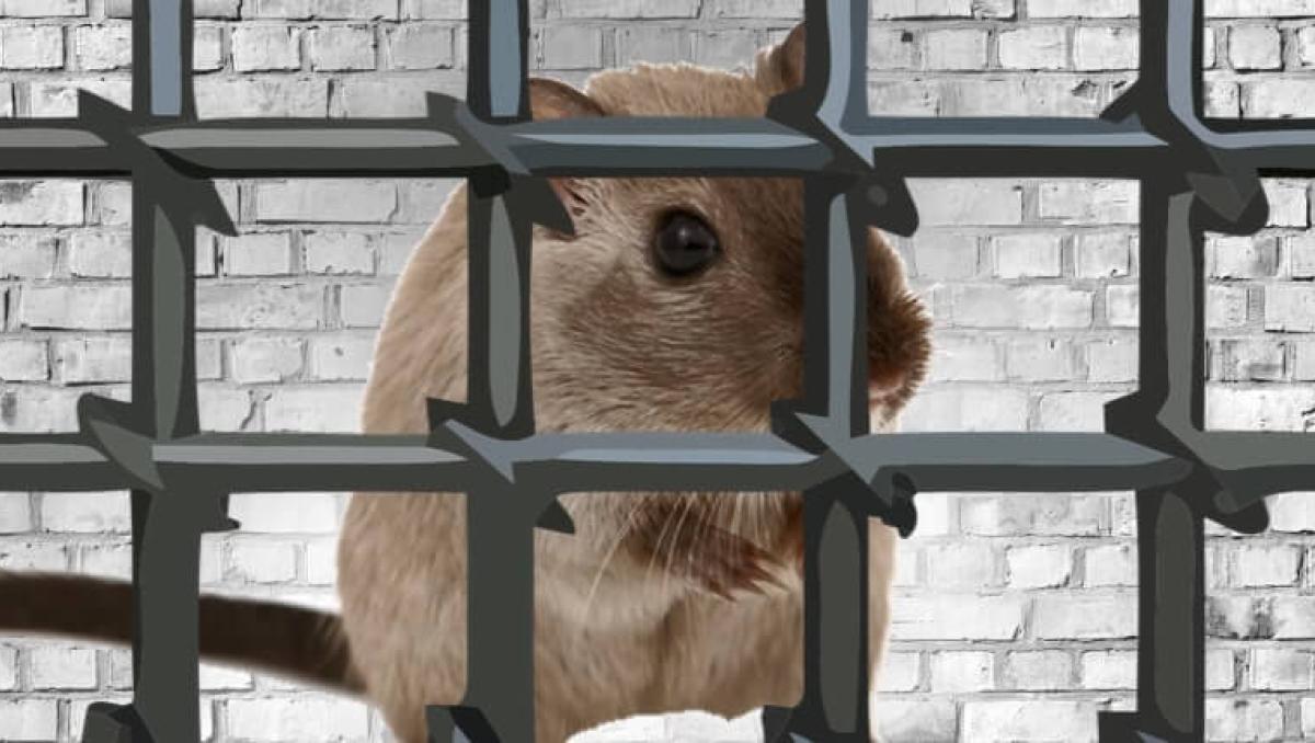 RAT author jailed for 30 months, ordered to hand over $725k worth of ...
